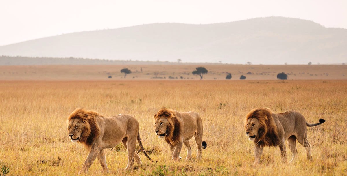 Big Tusks Safaris - Big Tusks Safaris